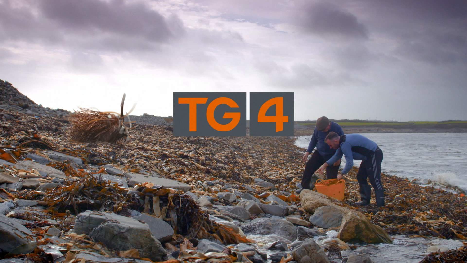 TG4 | TG4’s new brand look wins Gold at PROMAX Europe Awards | 2021 ...